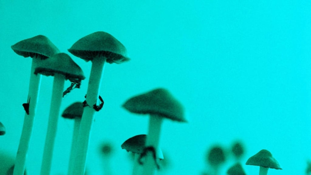 I received the largest dose of psilocybin ever administered in a ...